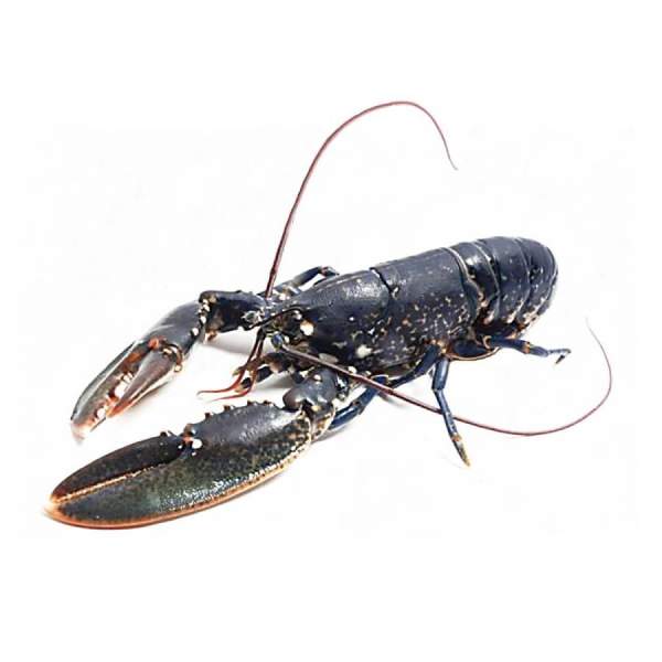 Homar viu germania | EXCLUSIV